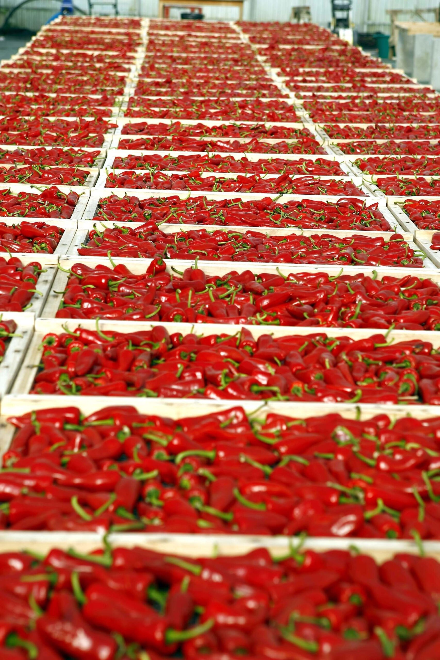 Espelette – VISITGastroh!